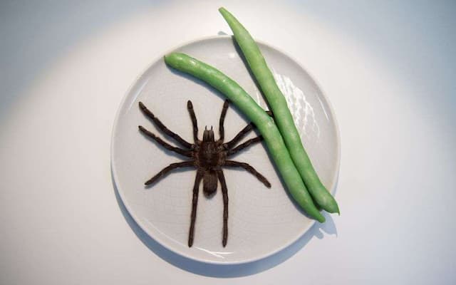 The Most Disgusting Foods are Exposed in Nantes: Small Selection of ...